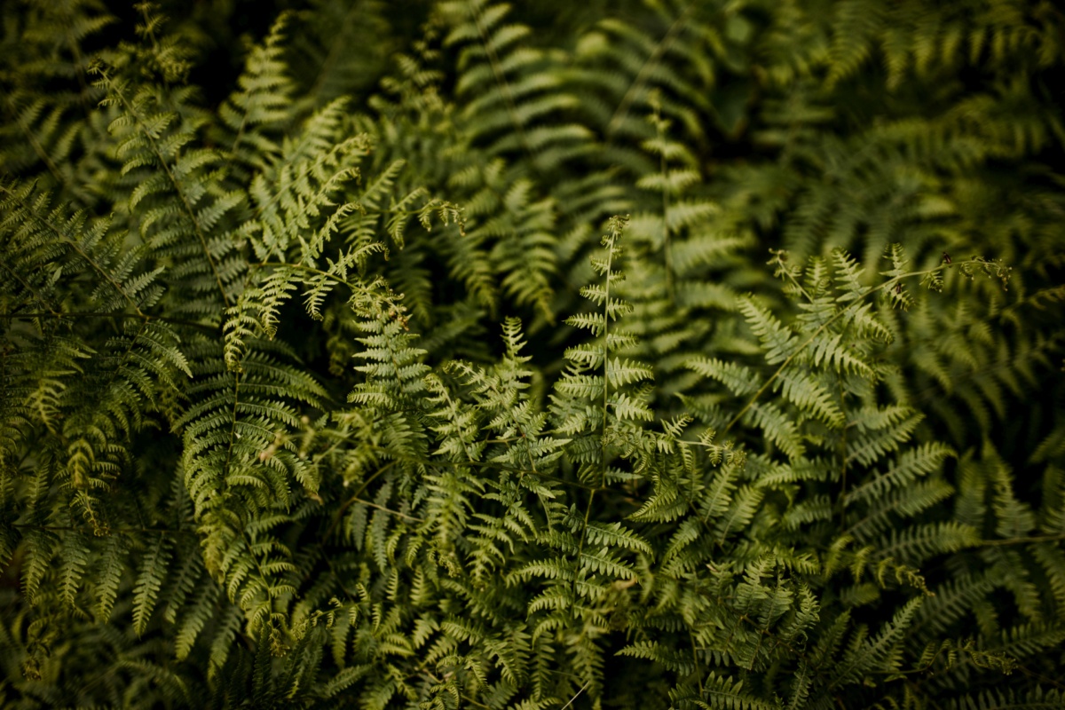 Beskidy! 12 pomysłów na góry w województwie śląskim